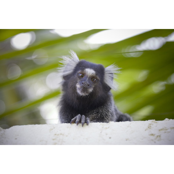 Marlow Home Co. Brazilian Marmoset Monkey by Betoinorge - Wrapped Canvas Print | Wayfair.co.uk